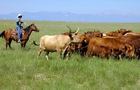 State Enacts New Immigration, Cattle Theft Laws Affecting Notaries | NNA